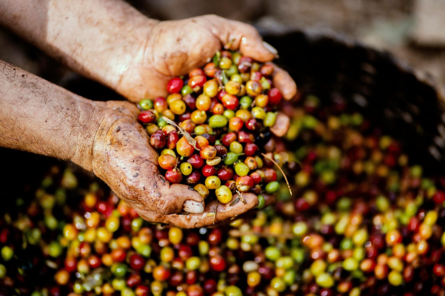Exploring Bali's Rich Coffee Culture - White Rock Beach Club